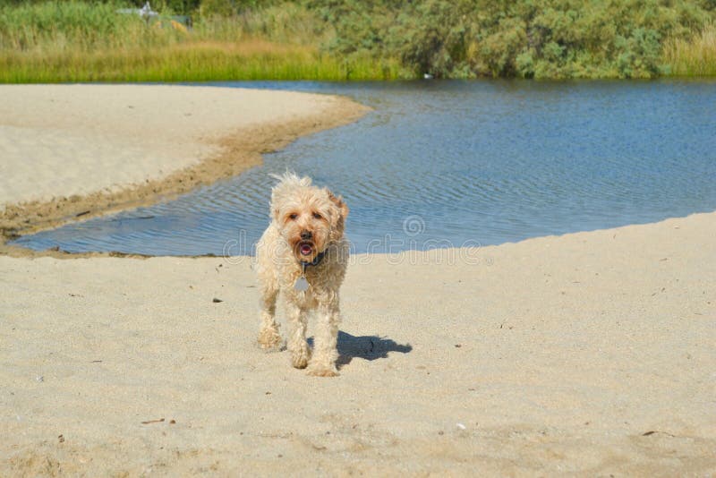 Beige Bichon hund fotografering för bildbyråer. Bild av bebis - 104016471
