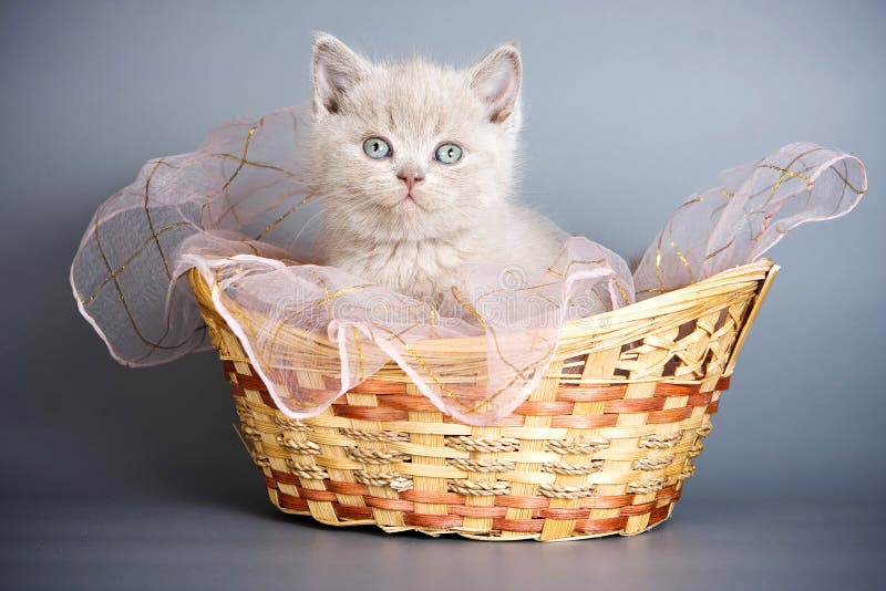 Beige british cat kitten stock image. Image of baby - 134520477