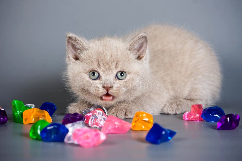 Beige British Cat Kitten Playing Stock Photo - Image of british ...