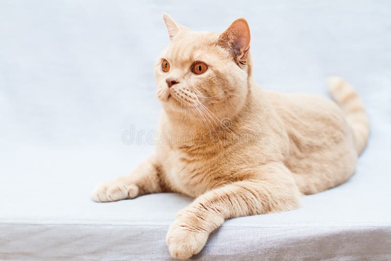 Beige british cat stock image. Image of staring, beige - 49864261