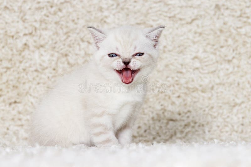 Beige British kitten stock image. Image of domestic, small - 99540095
