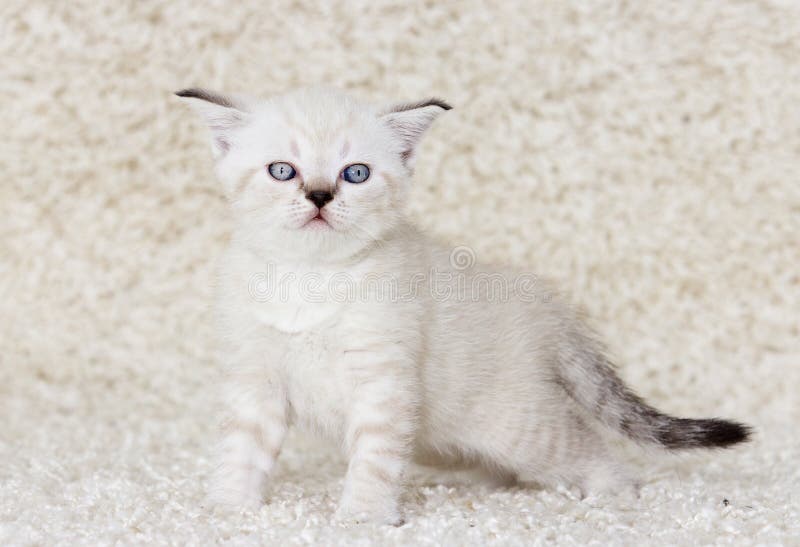 Beige British kitten stock image. Image of sweet, domestic - 99540273