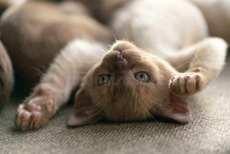 Beige Burmese Kitten Lying on the Couch at Home Stock Image - Image of ...