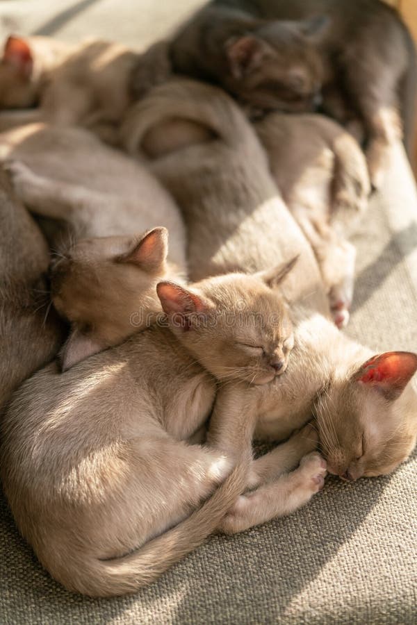 Beige Burmese Kittens Lying on the Couch at Home Stock Photo - Image of ...