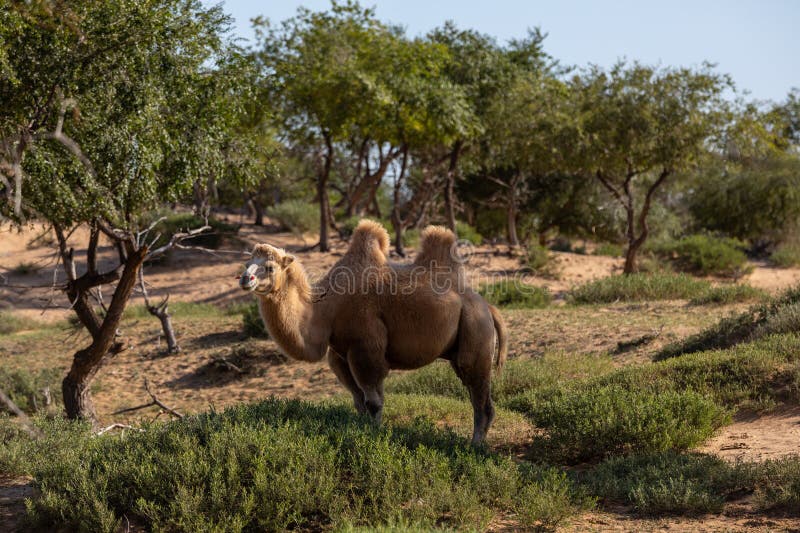 A Beige Camel Stands in the Middle of a Green Oasis on the Edge of the ...