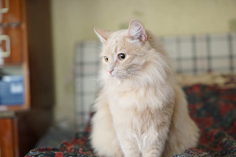 Beige cat stock image. Image of tail, orange, portrait - 74021693