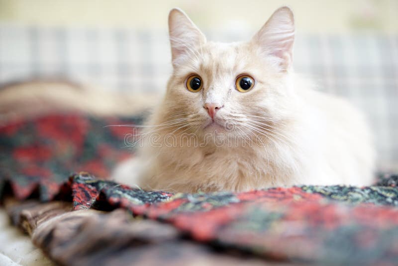 Beige cat stock photo. Image of british, play, color - 74022312