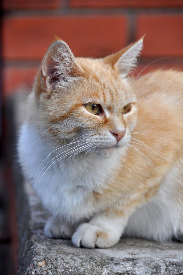 Beige cat sits stock photo. Image of adult, lonely, ears - 33964968