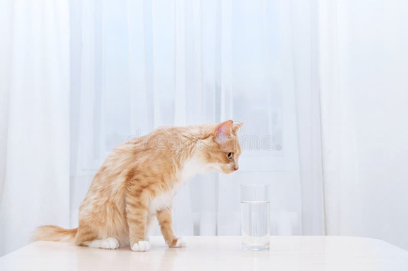 Beige Cat on the Table Water in Glass in the Kitchen Stock Image ...