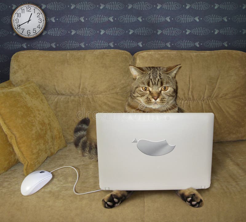 Funny Cat Picture Computer