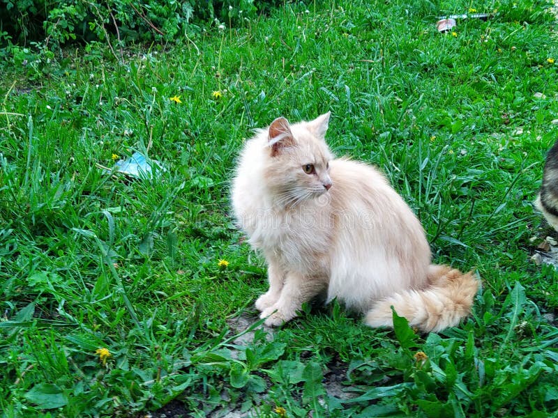 Beige Cat in the Yard in the Daytime Stock Photo - Image of live, real ...