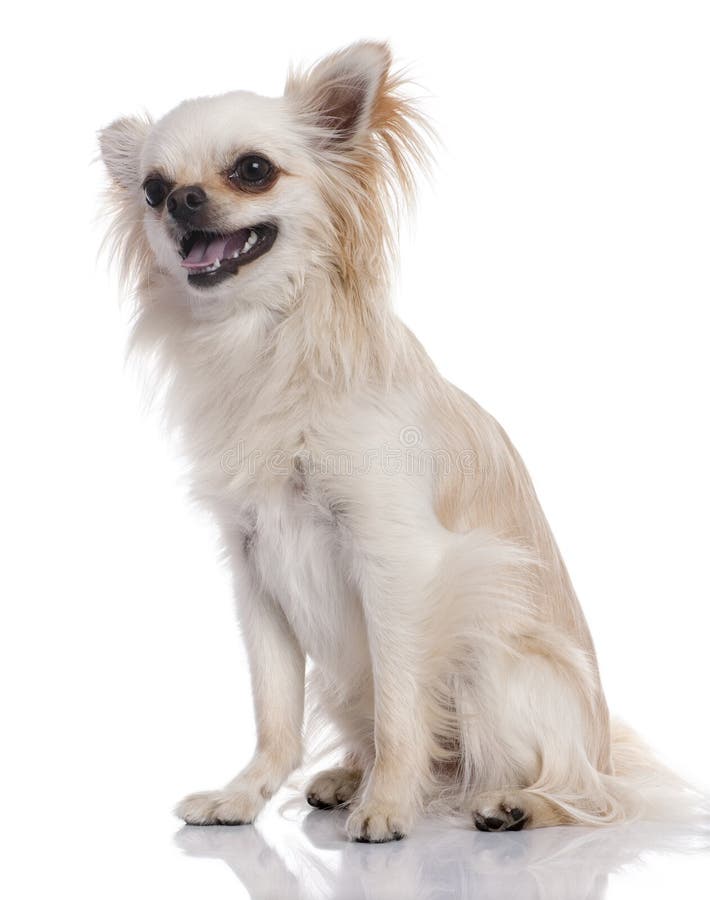 Cute Chihuahua in Pink Towel Isolated Stock Image - Image of clean ...