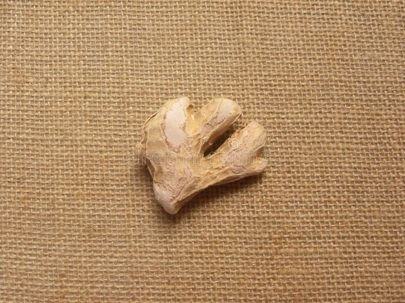 Beige color dried Ginger stock photo. Image of closeup - 187614964