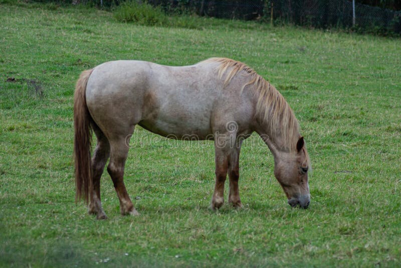 Beige Horse Standing Under Magical Tree Stock Photo - Image of ...