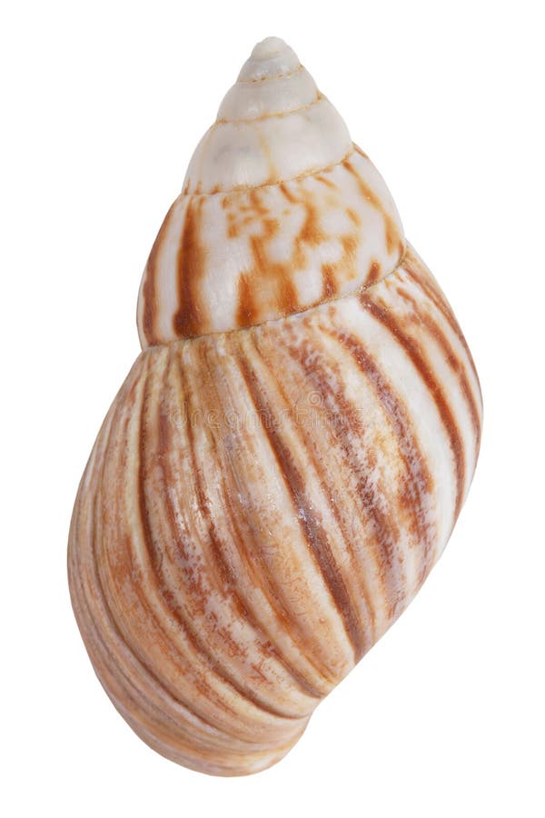 Beige colorful shell stock image. Image of cavity, background - 23562215