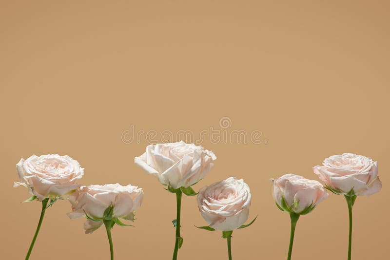 Beige Con Rosas Rosas Rosas Imagen de archivo - Imagen de pétalo, rosa ...