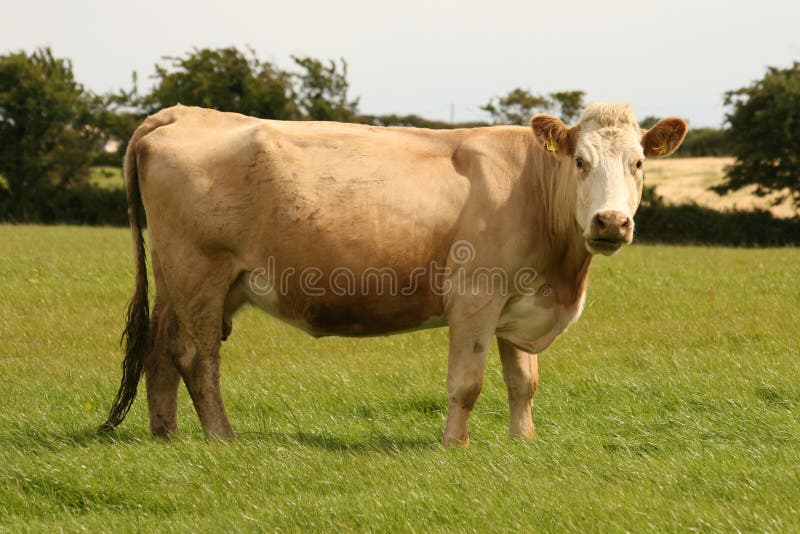 Beige cow on the field stock photo. Image of green, field - 10308444