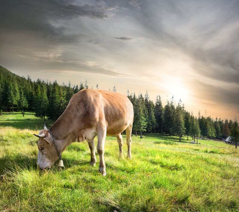 Beige cow on pasture stock photo. Image of field, domestic - 58717208