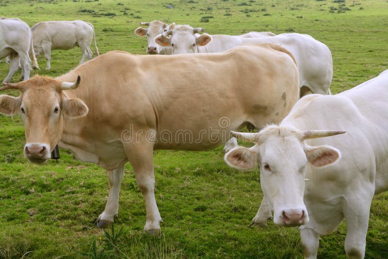 Beige Cows Cattle Eating in Green Meadow Stock Image - Image of grass ...