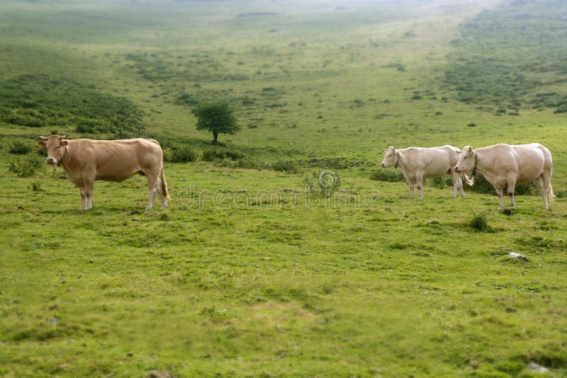 Beige Cows Cattle Eating in Green Meadow Stock Photo - Image of herd ...