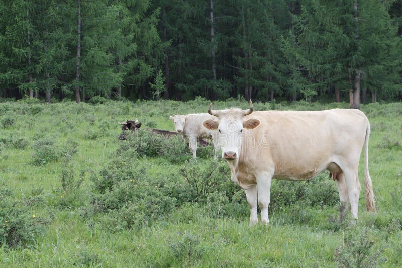 The Beige Cows Standing on a Grass Stock Photo - Image of copy, farm ...