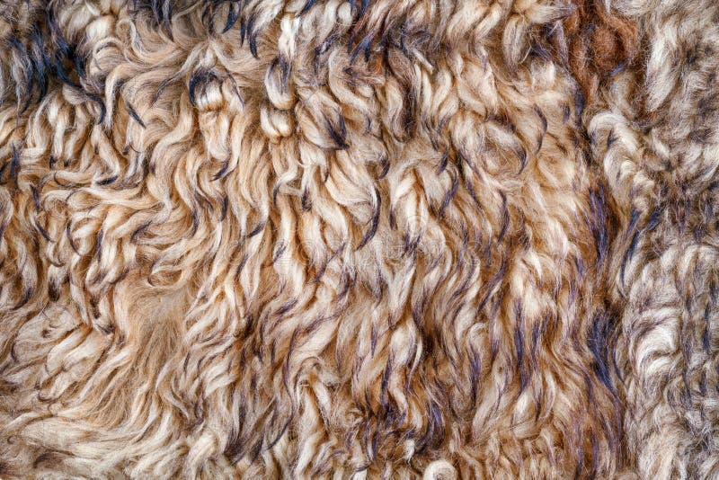 Beige Curly Fur Texture and Background Stock Image - Image of pastel ...