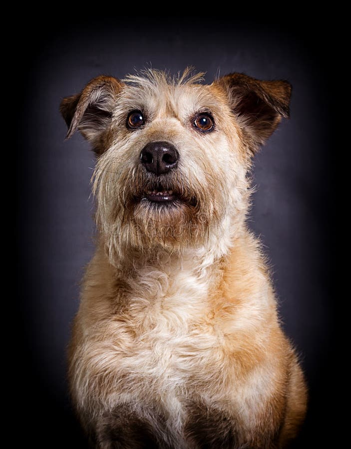 Beige Dog Expressively Looks Stock Image - Image of camera, animal ...