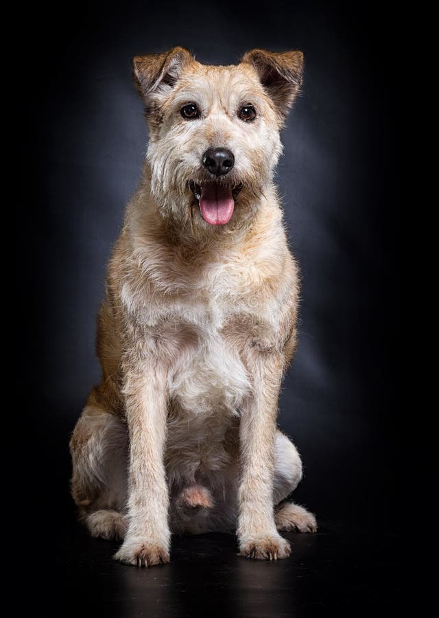 Beige Dog Expressively Looks Stock Photo - Image of looking, animal ...