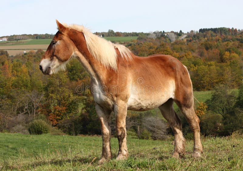 Draft Horse Standing Tall 2 Stock Image - Image of hard, draft: 186578977