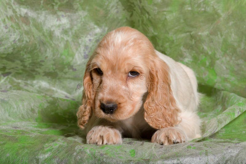 Beige English Cocker Spaniel Puppy Stock Image - Image of cute, looking ...