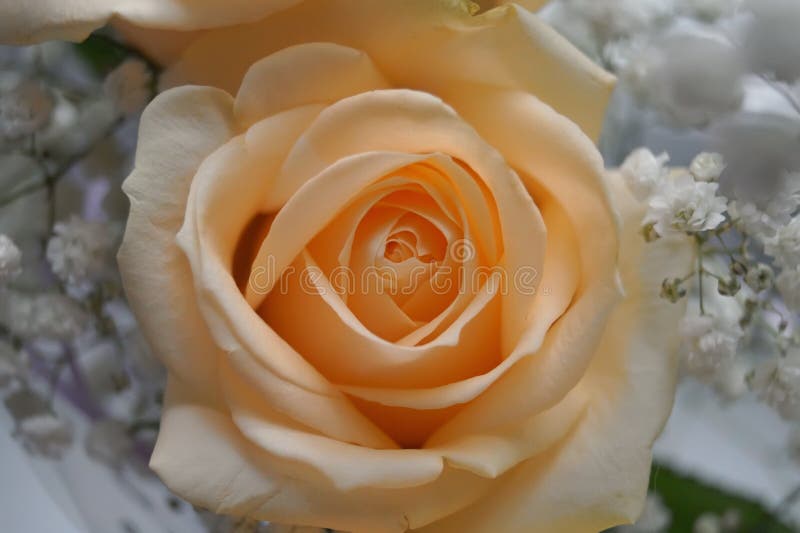 Beige flowers stock photo. Image of flowers, flora, gentle - 82291436