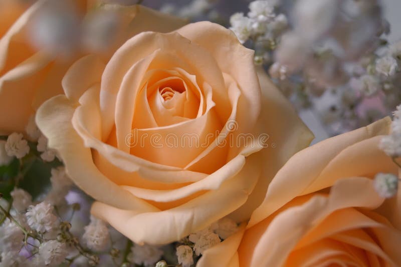 Beige flowers stock photo. Image of rose, plant, bouquet - 82293066