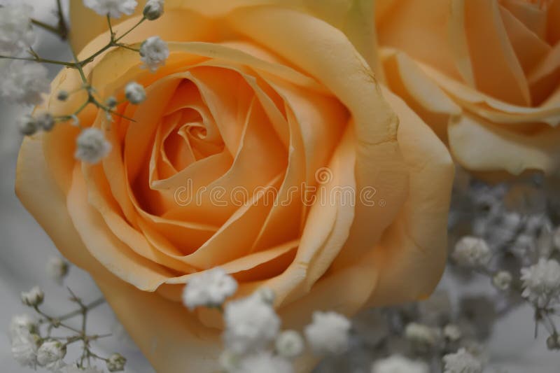 Beige flowers stock photo. Image of velvet, beige, orange - 82293182