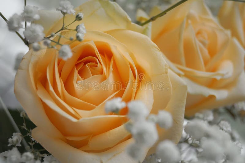 Beige flowers stock image. Image of flower, beige, roses - 82293235