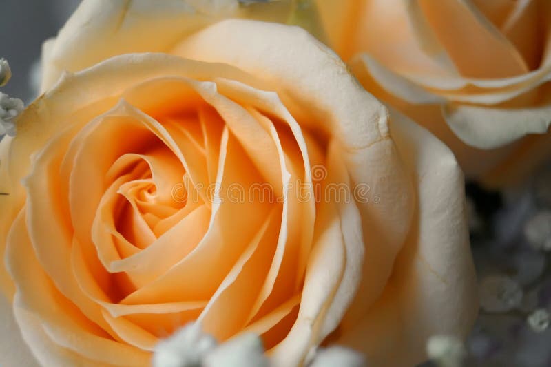 Beige flowers stock photo. Image of beige, rose, orange - 82293412