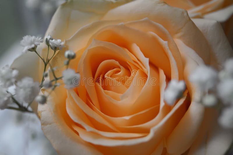 Beige flowers stock image. Image of beige, plant, rose - 82293629