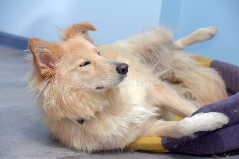 Beige Fluffy Dog Half-breed with a Hanging Ear Stock Image - Image of ...