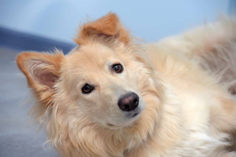 Beige Fluffy Dog Half-breed with a Hanging Ear Stock Image - Image of ...