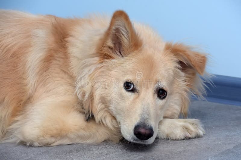 Beige Fluffy Dog Half-breed with a Hanging Ear Stock Photo - Image of ...