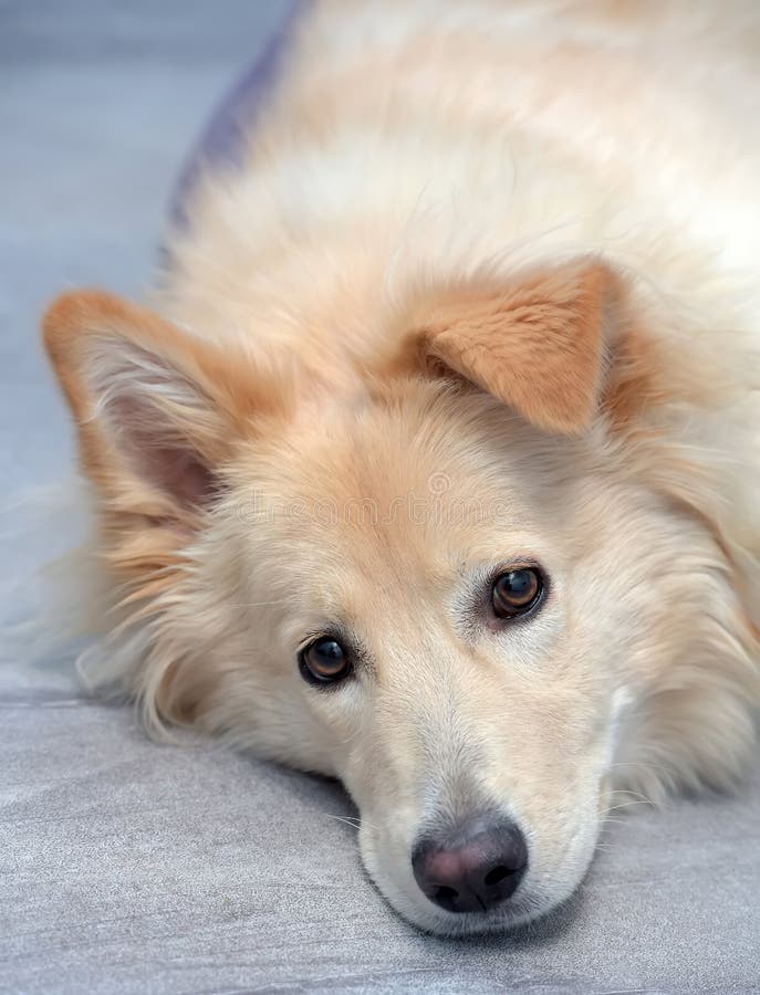 Beige Fluffy Dog Half-breed with a Hanging Ear Stock Image - Image of ...