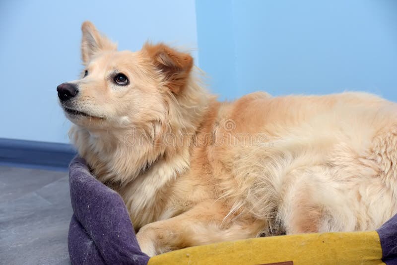 Beige Fluffy Dog Half-breed with a Hanging Ear Stock Photo - Image of ...
