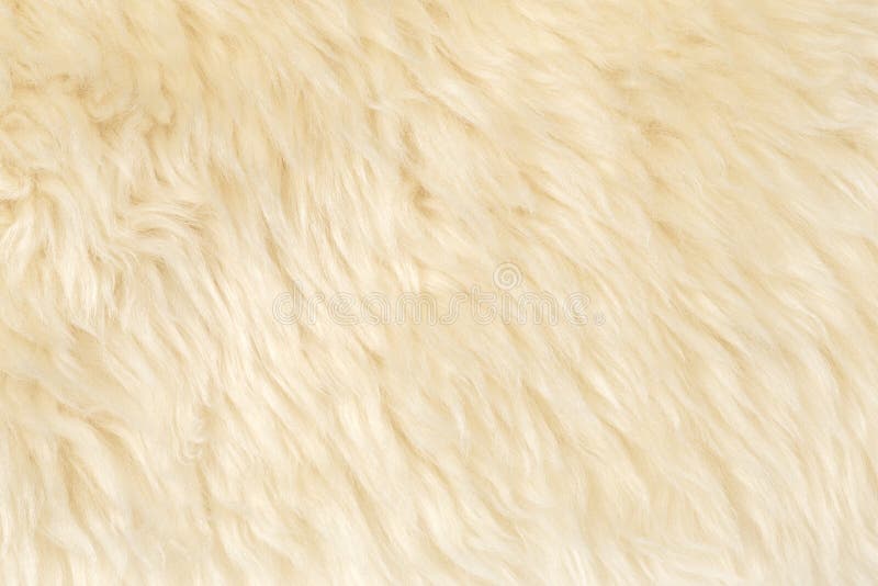 Beige Fluffy Wool Texture Background. White Natural Fur Texture Stock ...