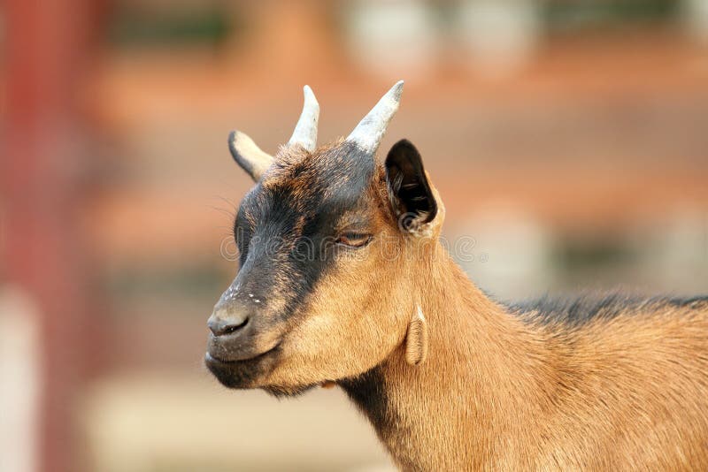 Beige Goat With Small Horns Stock Photo - Image of ears, head: 33550172