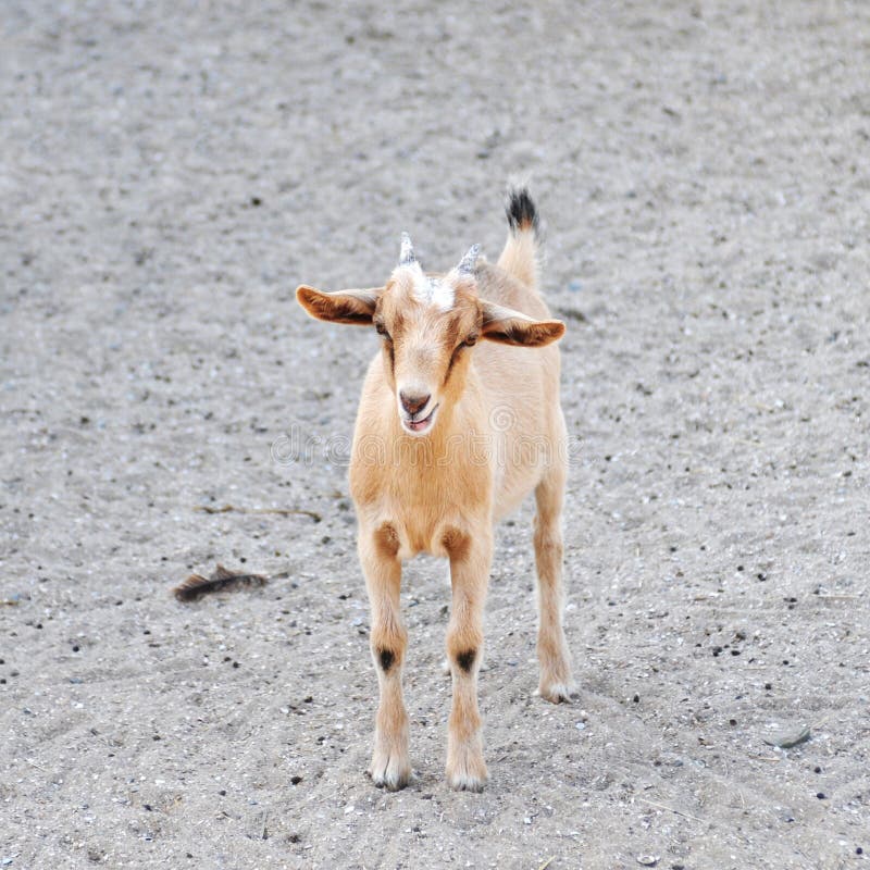 Beige goat standing stock photo. Image of white, beige - 26896772