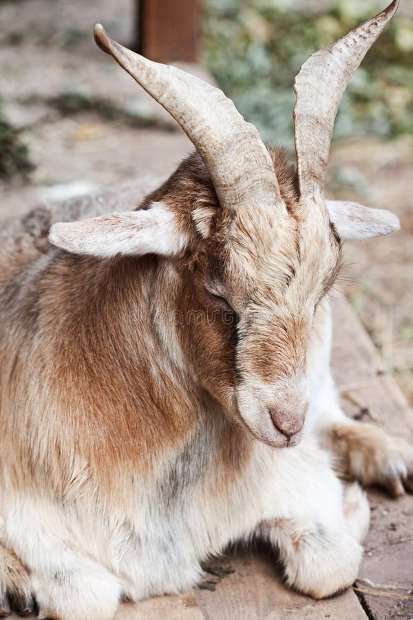 Beige goat stock image. Image of outdoor, rural, portrait - 53324515