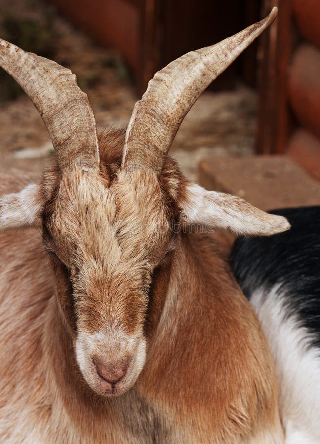 Beige goat stock image. Image of land, meadow, mammal - 54914335