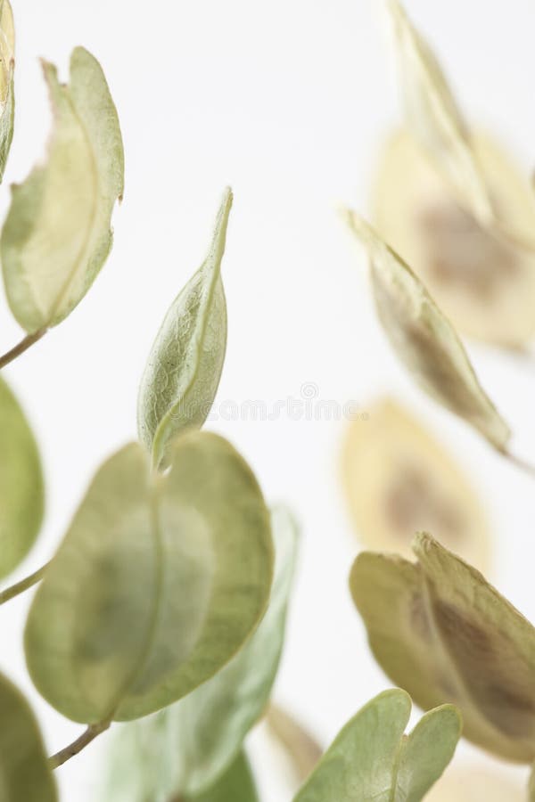 Beige and Green Dry Buds with Light Background Macro Stock Photo ...