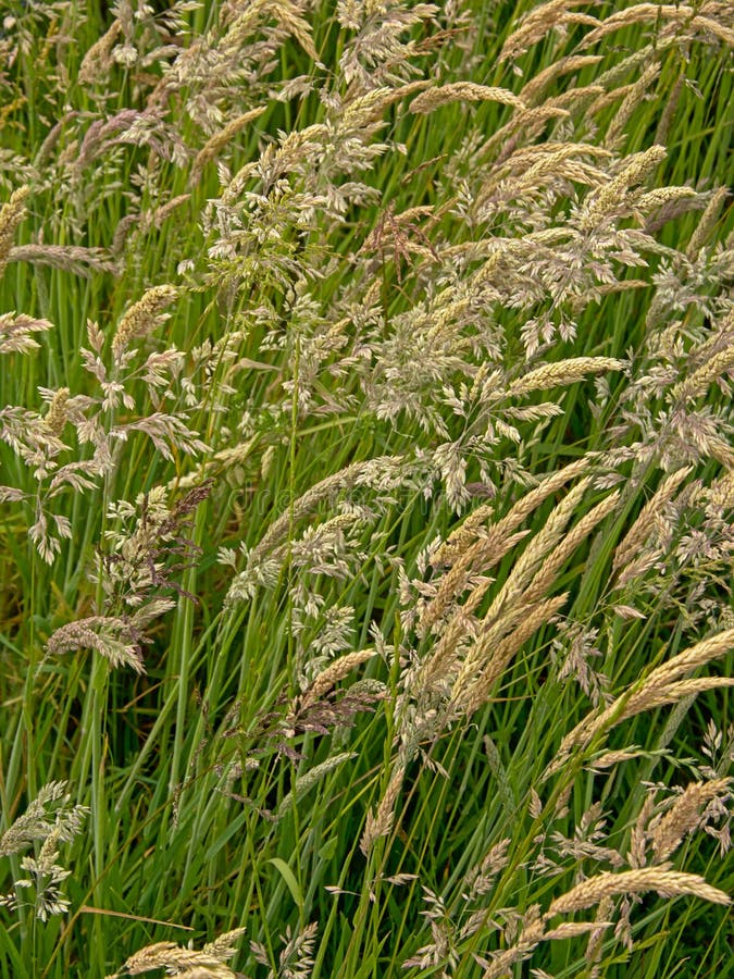 Close Up of Beige and Green Wild Gras Stock Photo - Image of backdrop ...