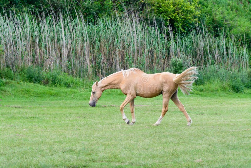 Beige horse stock photo. Image of ride, animal, farm - 49641376