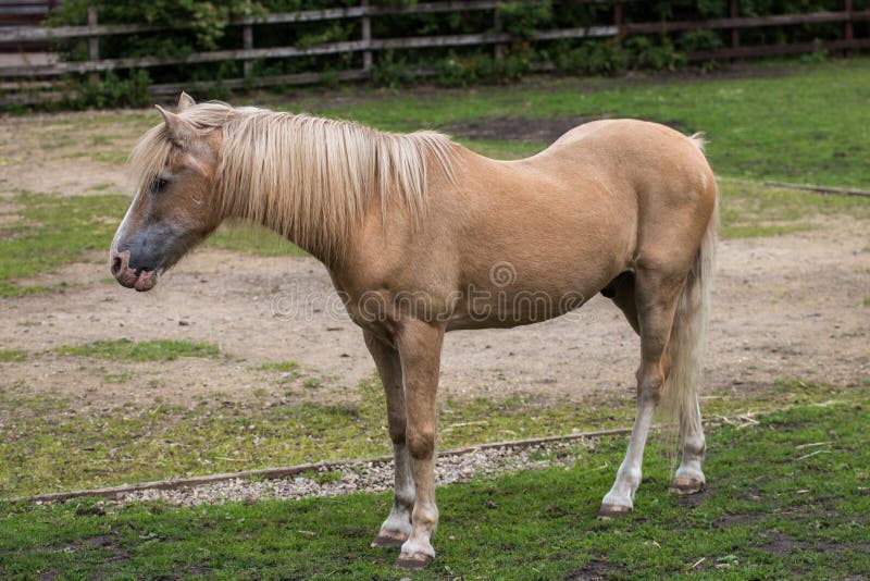 Beige horse in the woods stock image. Image of beige - 14750015